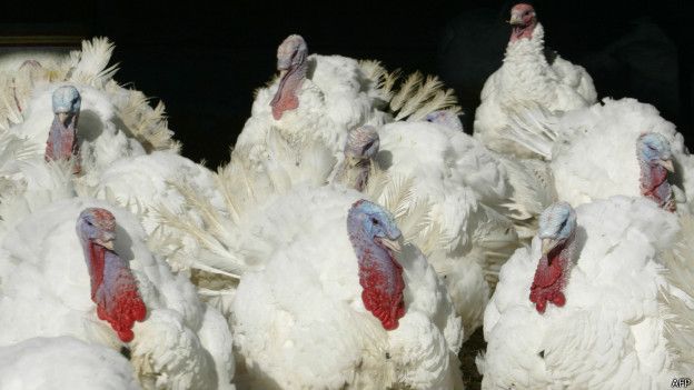 Cuatro cosas que debes saber del pavo como alimento - BBC News Mundo