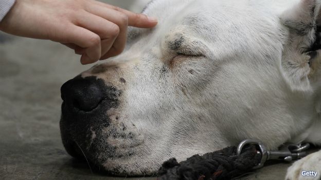 ¿Encontró Colombia su primera raza de perros? - BBC News Mundo