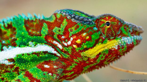 El secreto de los camaleones para cambiar de color - BBC News Mundo