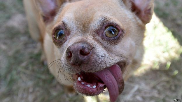 Conoce a los perros "más feos del mundo" - BBC News Mundo