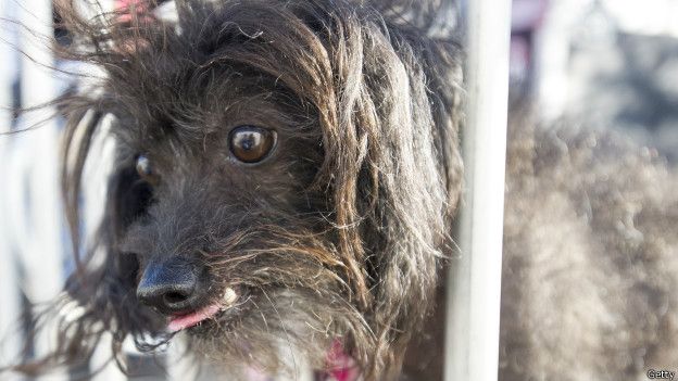 Conoce a los perros "más feos del mundo" - BBC News Mundo
