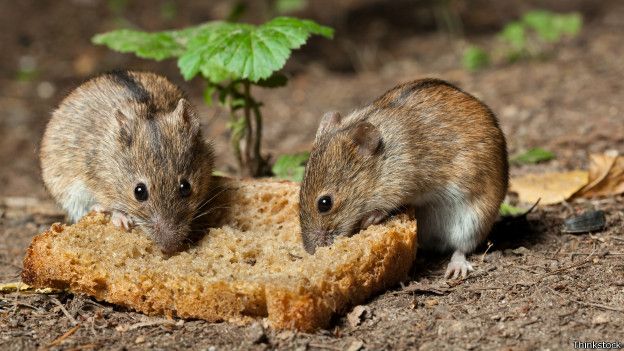 Bagaimana dua tikus kecil menaklukkan sebuah pulau? - BBC News Indonesia