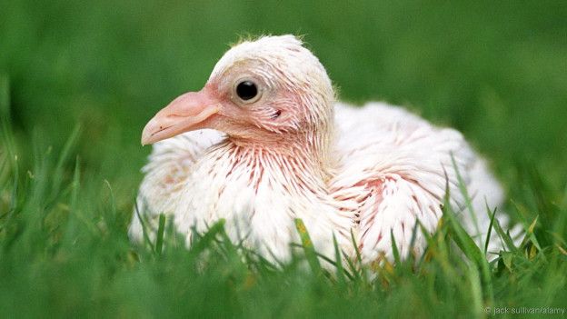 Por que nunca vemos os bebês dos pombos? - BBC News Brasil