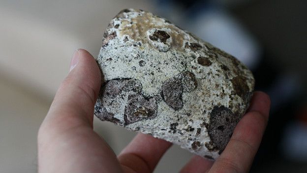 ¿Por qué la caca de cachalote se cotiza en miles de dólares? - BBC News ...