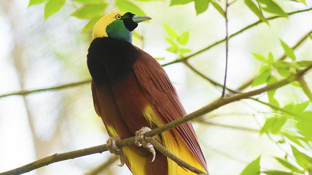 ¿Dónde están los animales más coloridos del mundo? - BBC News Mundo