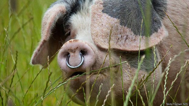Вся правда о свиньях: это мы их такими сделали - BBC News Русская служба