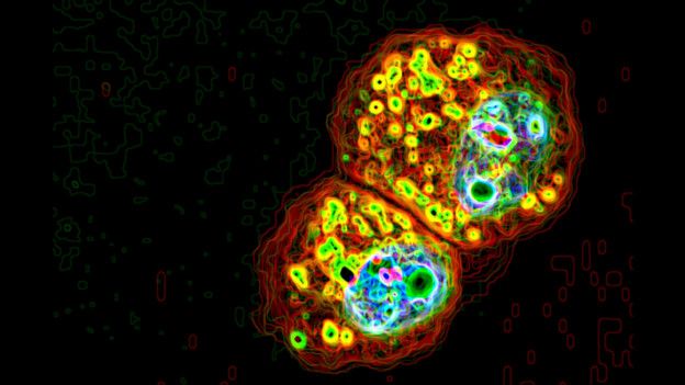 Los impresionantes colores y formas del mundo microscópico - BBC News Mundo