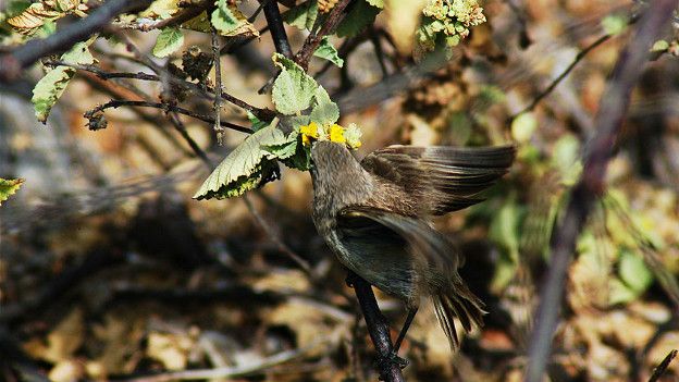 Ocho animales que quizás no sabes que son vampiros - BBC News Mundo