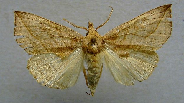 Ocho animales que quizás no sabes que son vampiros - BBC News Mundo