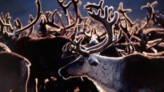 Frio na neve e focinho vermelho? Os mitos sobre as renas - BBC News Brasil