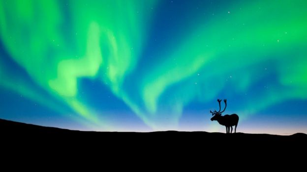 Frio na neve e focinho vermelho? Os mitos sobre as renas - BBC News Brasil