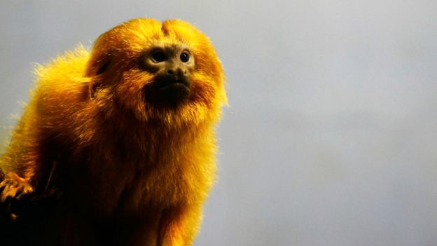 Macacos 'marinheiros': Teoria indica que animais cruzaram Atlântico ...