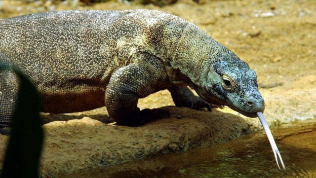 Kepulauan tempat naga memang nyata ada - BBC News Indonesia