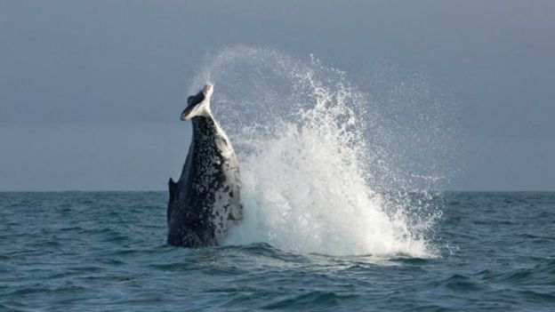 نیوزی لینڈ میں دم کٹی ہمپ بیک وہیل کی تلاش - BBC News اردو