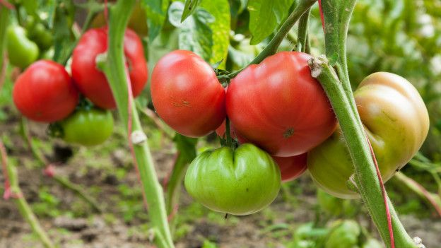 Los 5 Vegetales Más Fáciles De Cultivar En Tu Casa Y Qué Beneficios Te