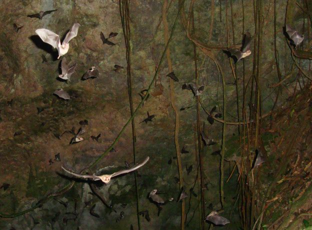 La araña que es tan aterradora que tiene su propio "relacionador ...