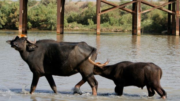 اليونسكو تضم أهوار العراق إلى قائمة التراث العالمي - BBC News عربي