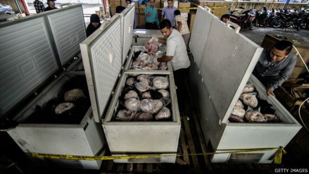 Dunia sepakat hentikan perdagangan trenggiling - BBC News Indonesia