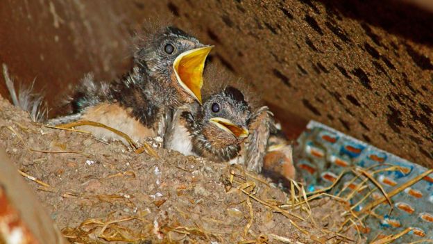 Netting to stop birds nesting: Call for new safeguards - BBC News