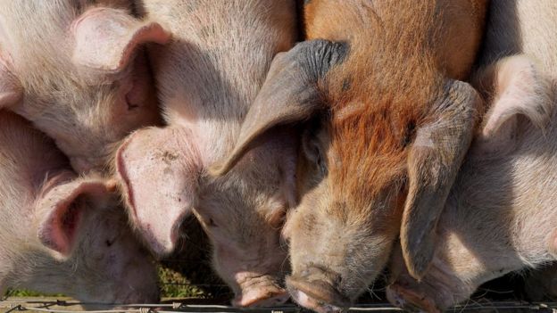 Farms face an oversupply of pigs due to staff shortage - BBC News