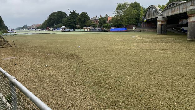 River Witham weed growth cancels Boston Rowing Marathon event - BBC News