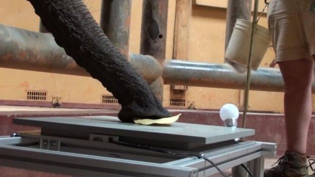 Elephants: Why their trunks are like vacuum cleaners - BBC Newsround