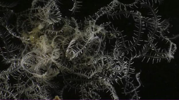 New worm discovered with one head and hundreds of bottoms - BBC Newsround