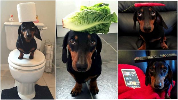 Harlso the Hound: Belfast poised pooch finds internet fame - BBC News