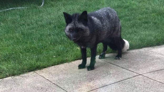 Silver fox found roaming in garden in Alsager - BBC News