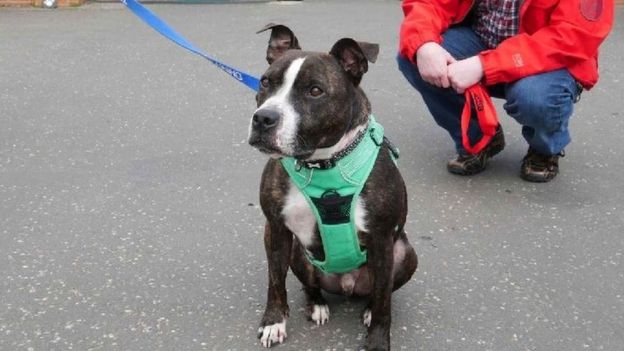 New home for dog after five years in Edinburgh animal shelter - BBC News