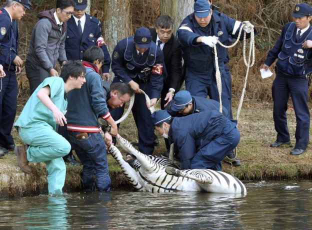 Runaway Japanese zebra dies in golf course lake - BBC News