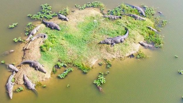 The Indians sharing their villages with crocodiles - BBC News