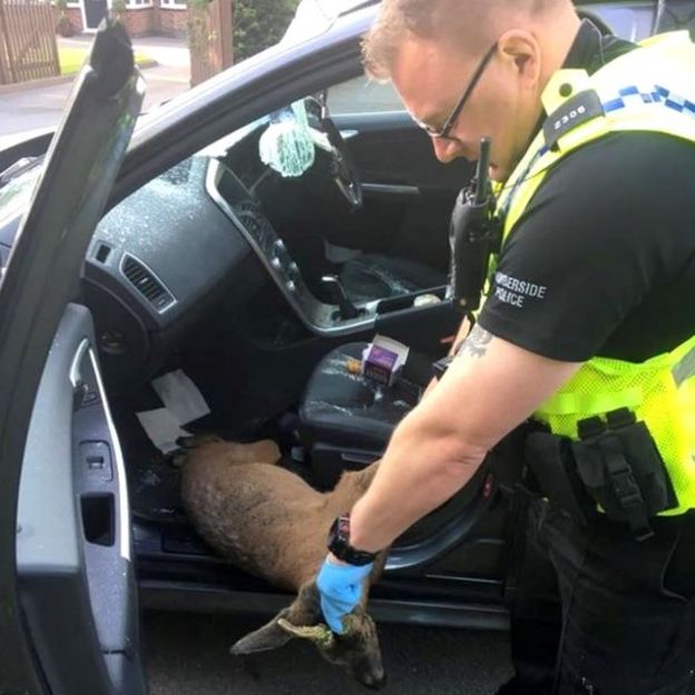 Deer smashes through windscreen and lands in girl's lap - BBC News