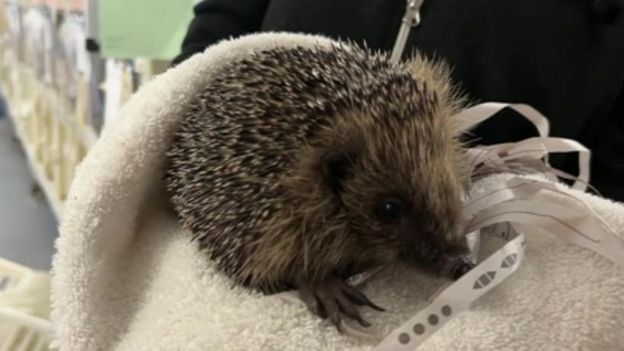 Hedgehog injuries prompts plea to Sussex gardeners to take care - BBC News