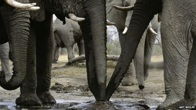 Elephant poaching hotspots identified - BBC News