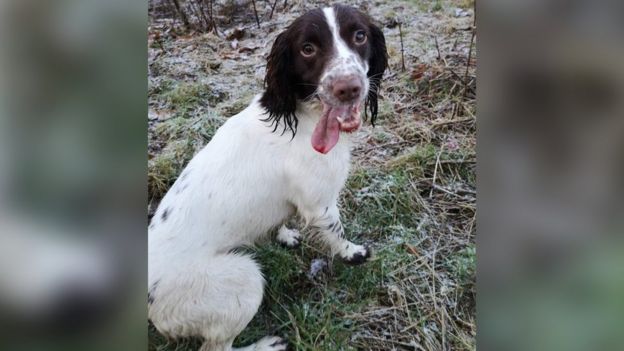 Louth dog theft: Springer spaniel snatched from owner's garden - BBC News