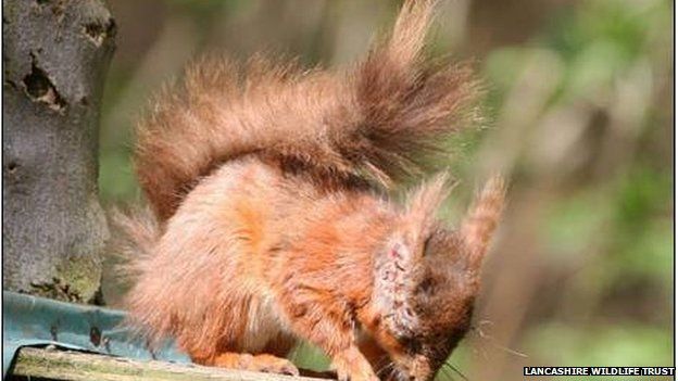 Red squirrel pox warning on Merseyside as disease strikes - BBC News