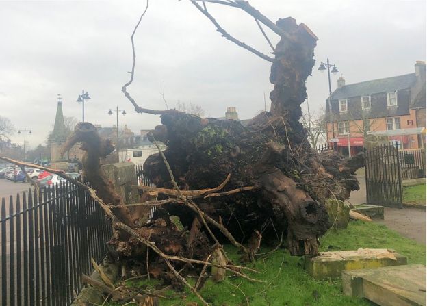 'Europe's oldest' wych elm tree falls down in Beauly Priory - BBC News