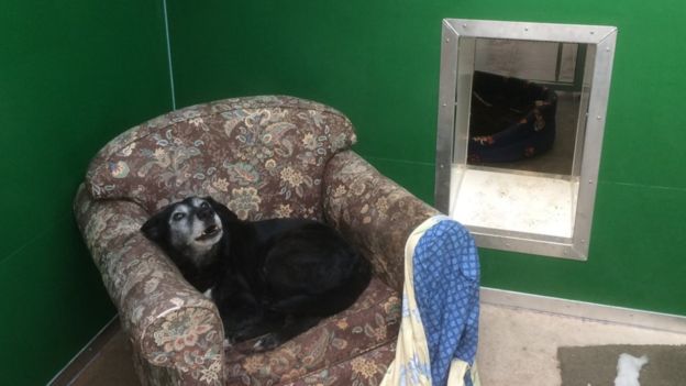 Trelogan animal rescue opens 'old folks' home' for dogs - BBC News