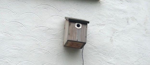 Connecting my bird box camera to the web - BBC News