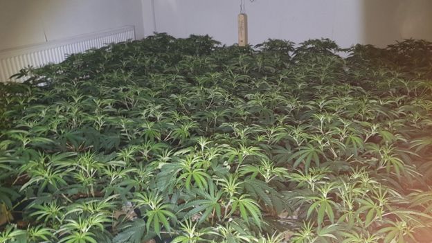 Four Arrests After £1 2m Cannabis Found In Exhall Raid Bbc News