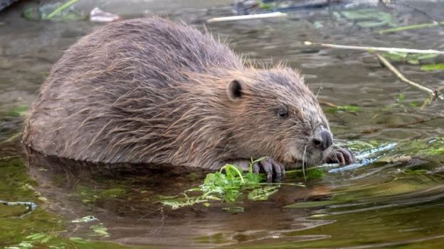 Beavers could return to Cairngorms this autumn - BBC News