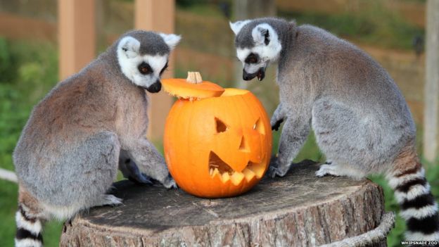 Halloween: Zoo animals get a spooky surprise! - BBC Newsround