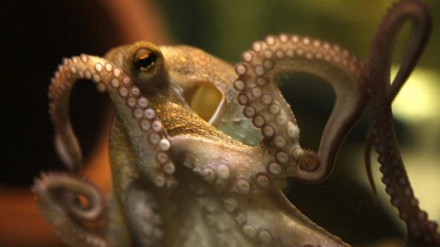 10 datos increíbles sobre los pulpos que quizá no conocías - BBC News Mundo