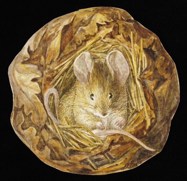 Beatrix Potter: Christmas cards to go on display at V&A - BBC News