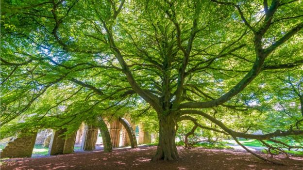 Wales Tree of the Year: Margam Abbey's Chapter House beech wins - BBC News