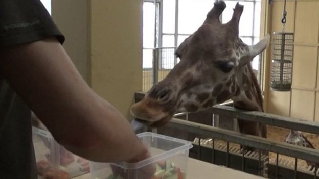 Giraffes use maths to make predictions, according to new study - BBC ...