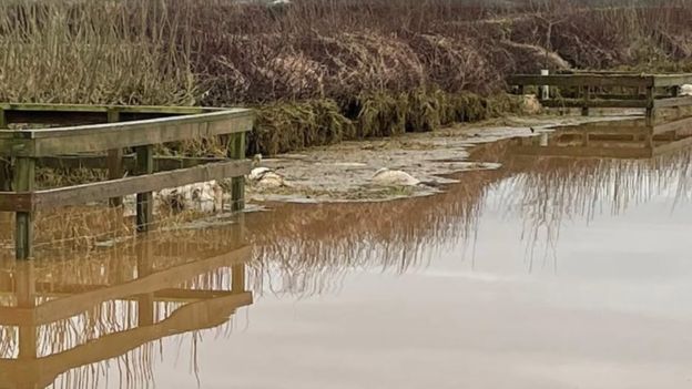 Dozens of sheep drown in River Nith flooding after heavy rains - BBC News