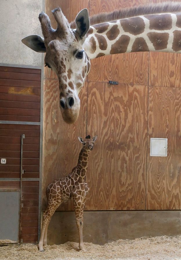 Week in pictures: 9-15 April 2016 - BBC News