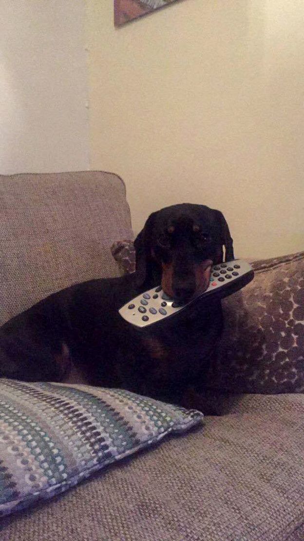 Pesky pooch: This dog pinches things from all over the house! - BBC ...